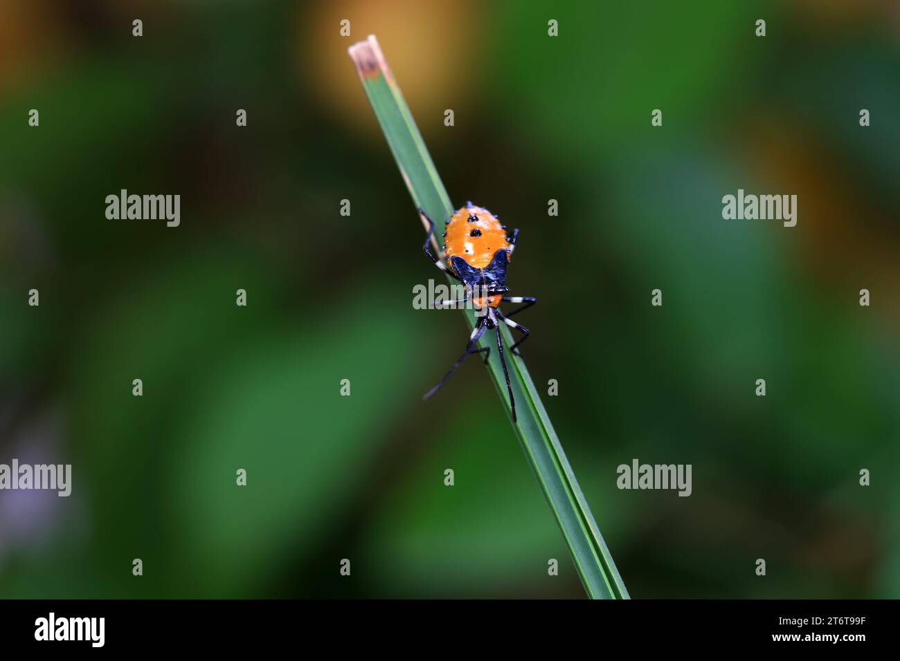 Stink bug nymphs on wild plants, North China Stock Photo - Alamy