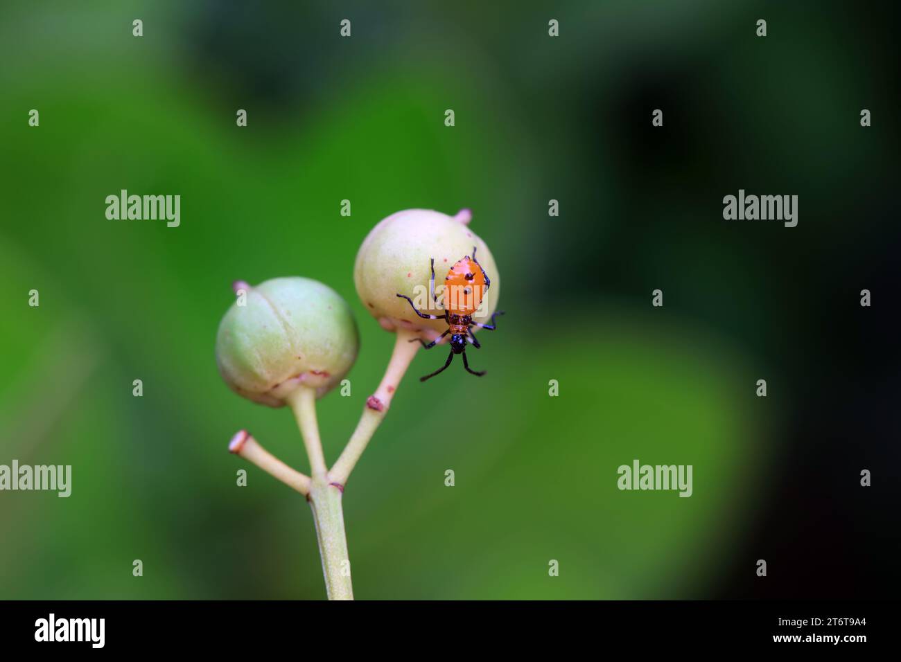 Stink bug nymphs on wild plants, North China Stock Photo - Alamy