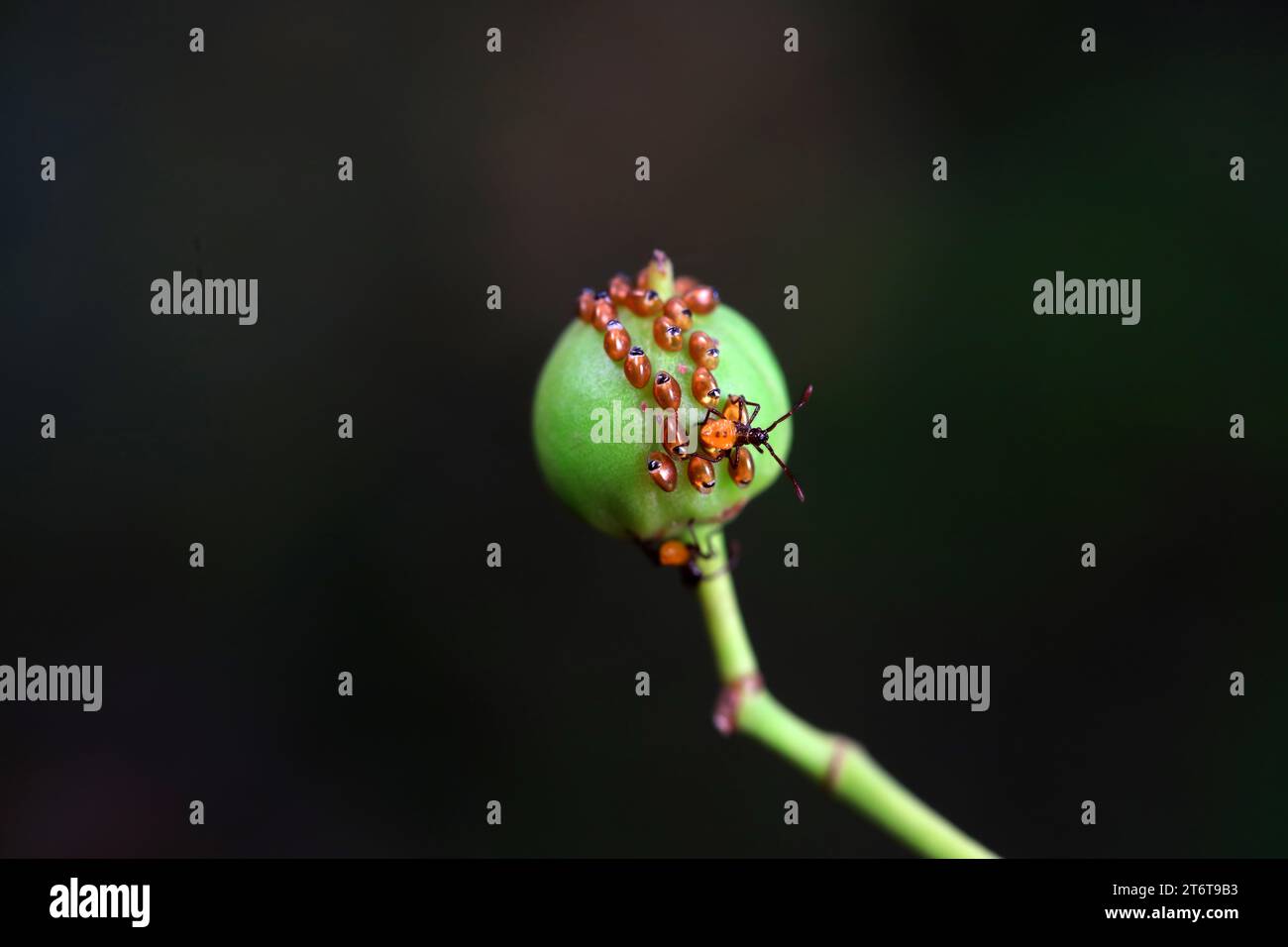 Stink bug nymphs on wild plants, North China Stock Photo - Alamy