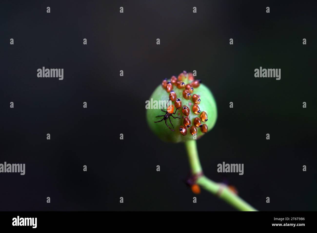 Stink bug nymphs on wild plants, North China Stock Photo - Alamy