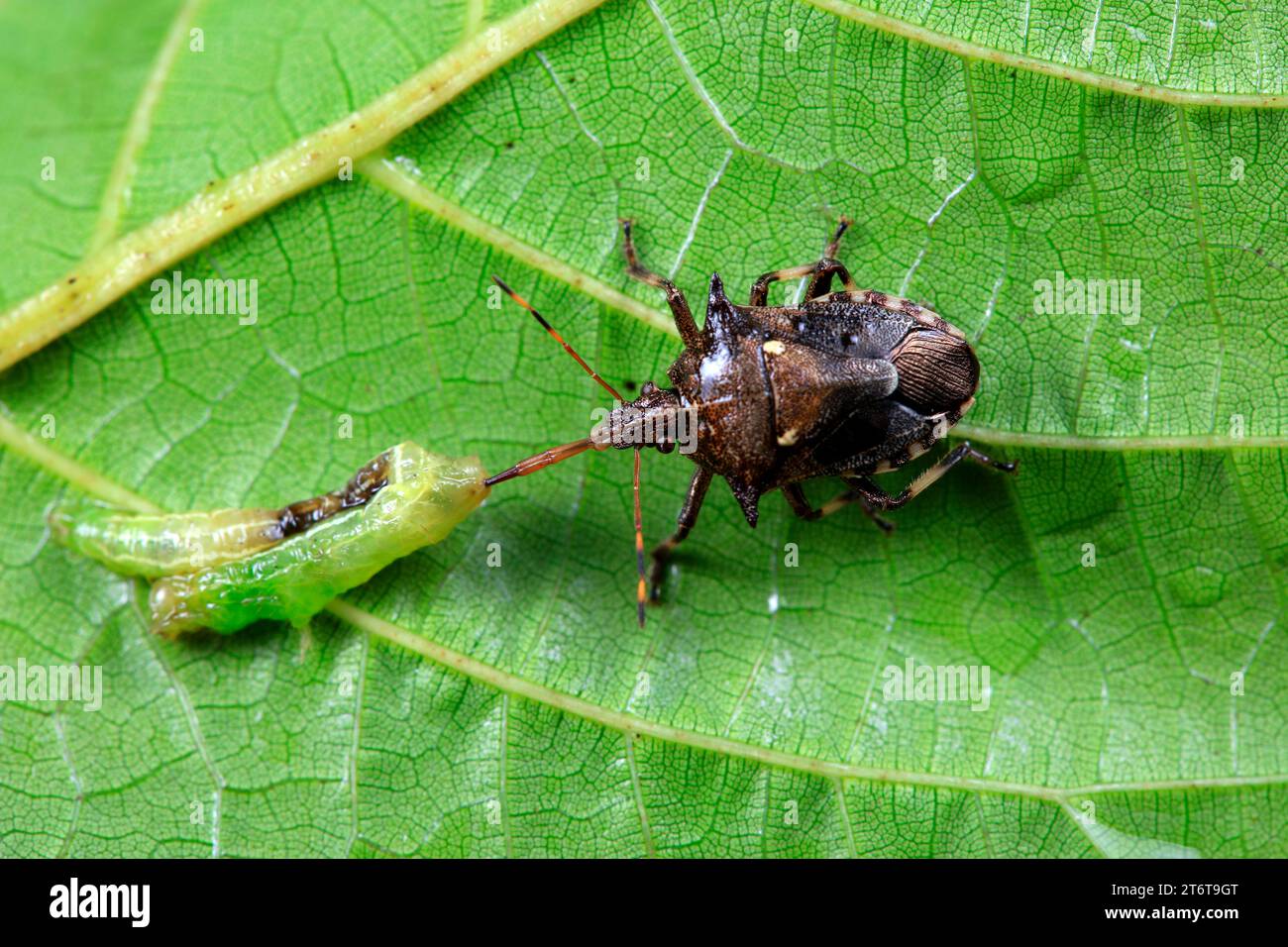 Prey on insects hi-res stock photography and images - Alamy