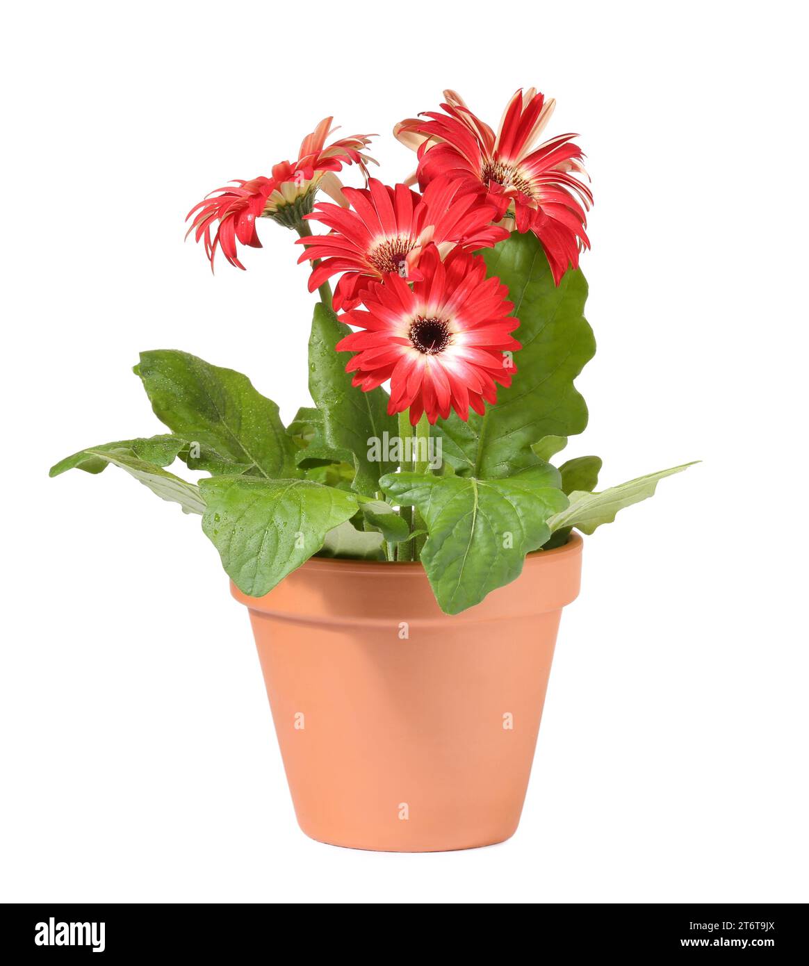 Gerbera flower in terracotta pot on white background Stock Photo - Alamy