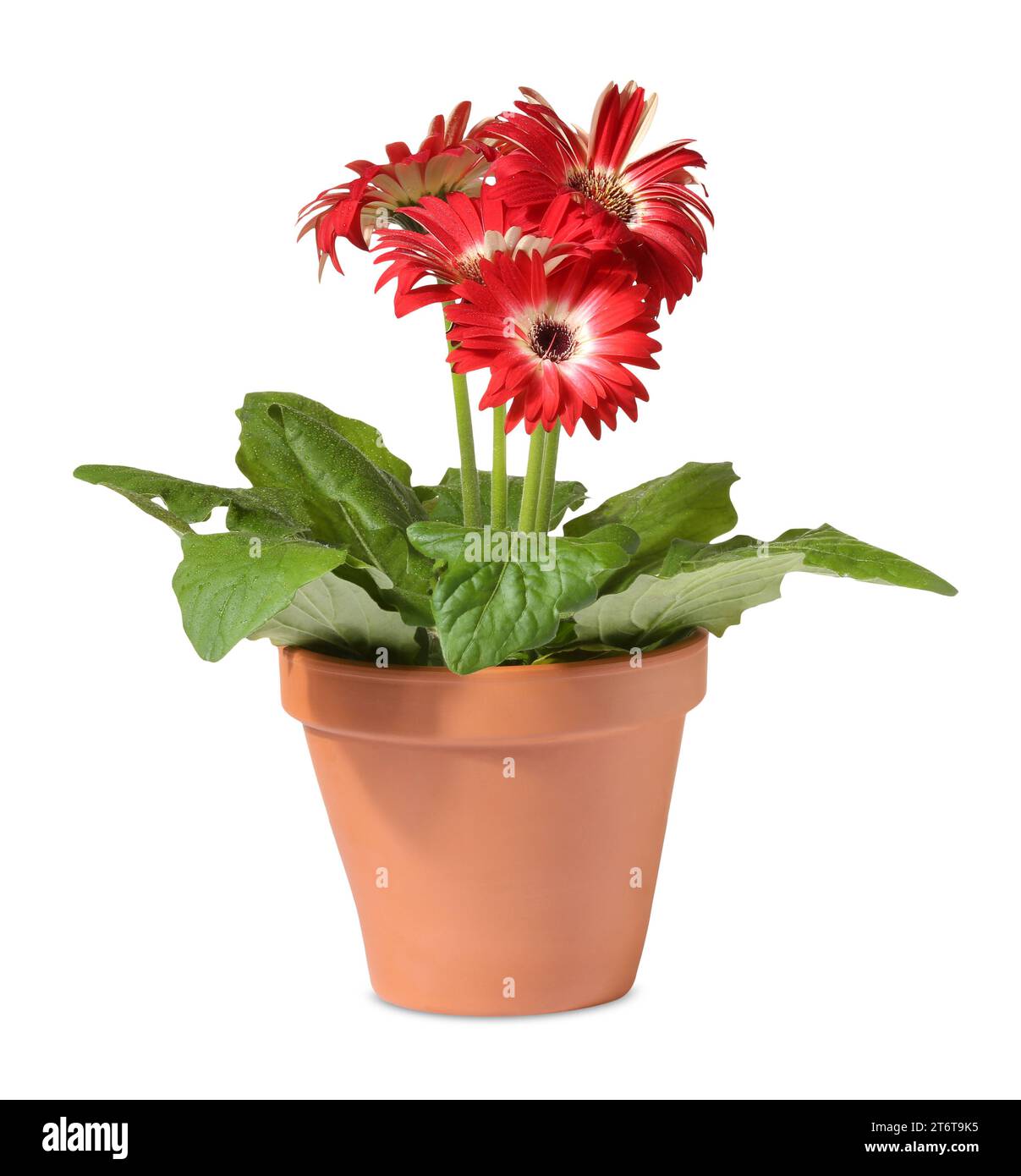 Gerbera flower in terracotta pot on white background Stock Photo - Alamy
