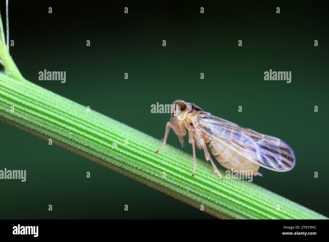 Nymphs of planthoppers on wild plants, North China Stock Photo - Alamy