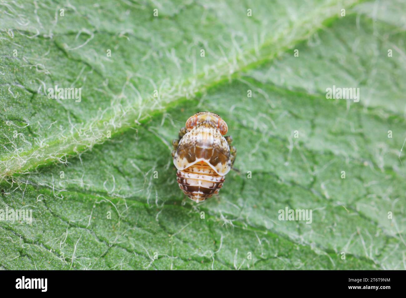 Nymphs of planthoppers on wild plants, North China Stock Photo - Alamy
