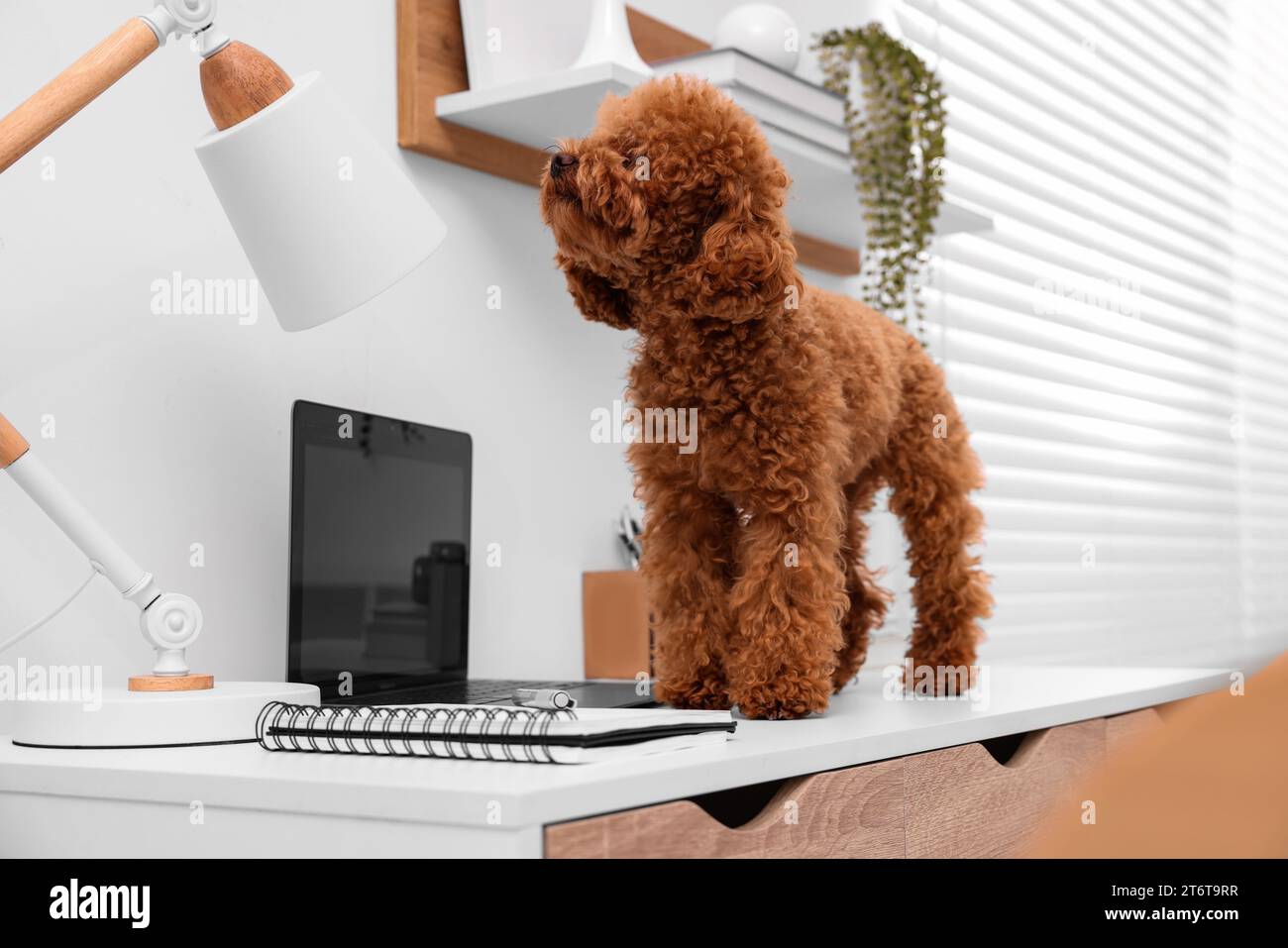 Cute Maltipoo dog on desk near laptop at home Stock Photo - Alamy