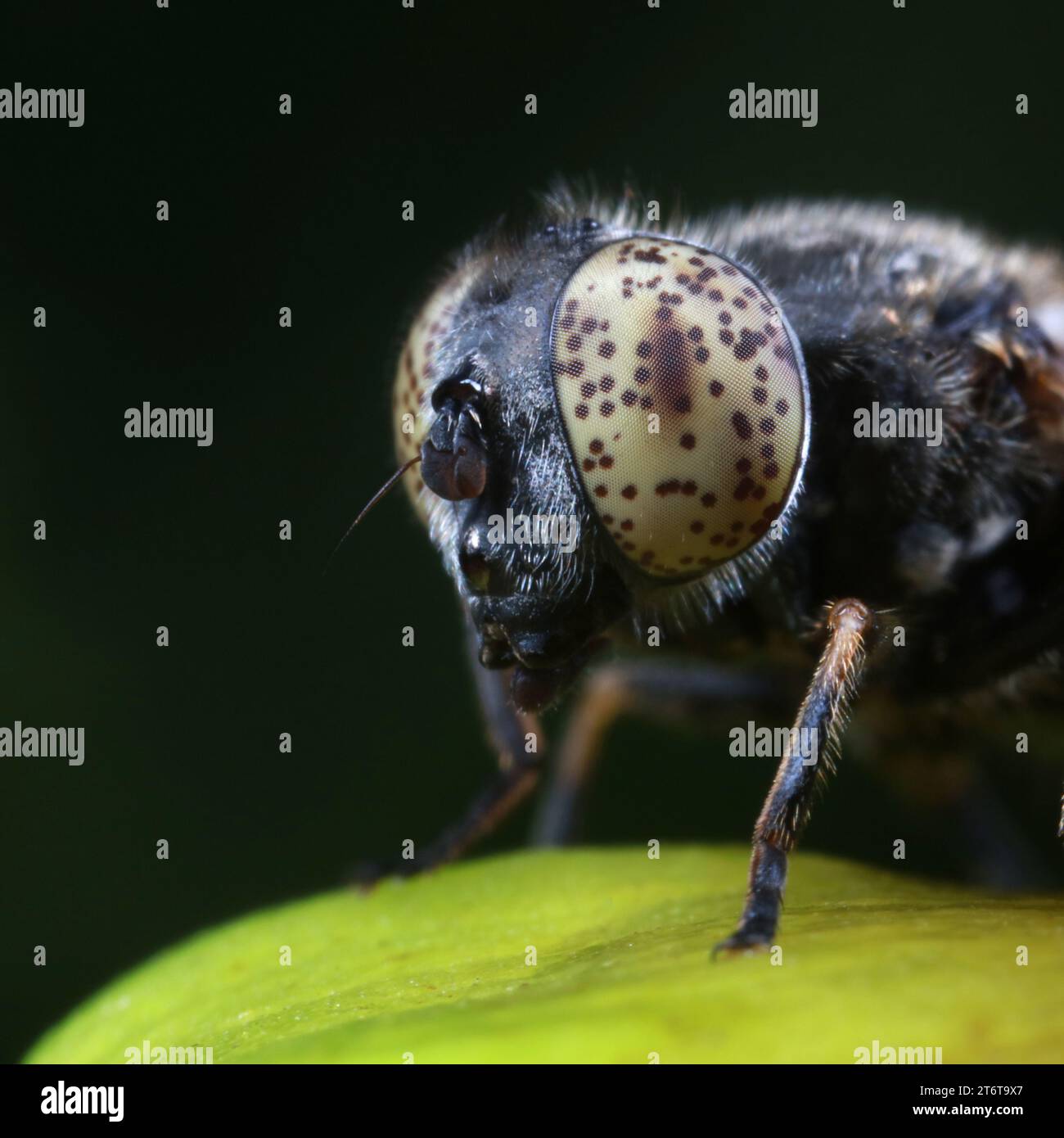 Insect characteristics hi-res stock photography and images - Alamy