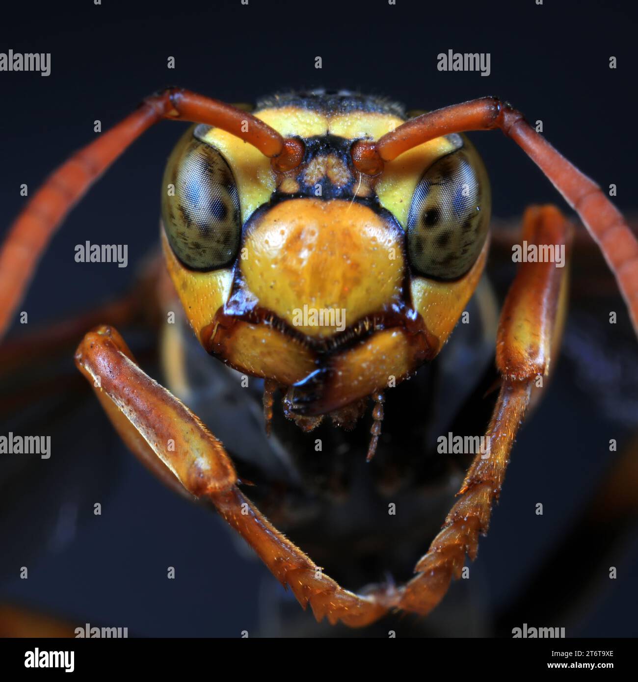 Insect characteristics hi-res stock photography and images - Alamy