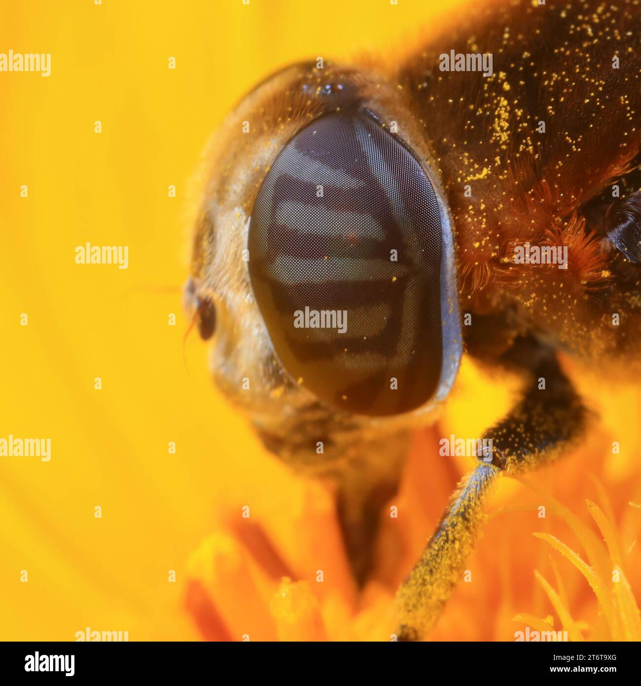 Insect characteristics hi-res stock photography and images - Alamy