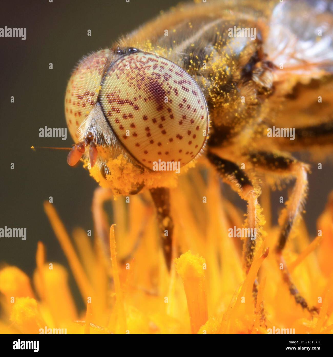 Insect characteristics hi-res stock photography and images - Alamy