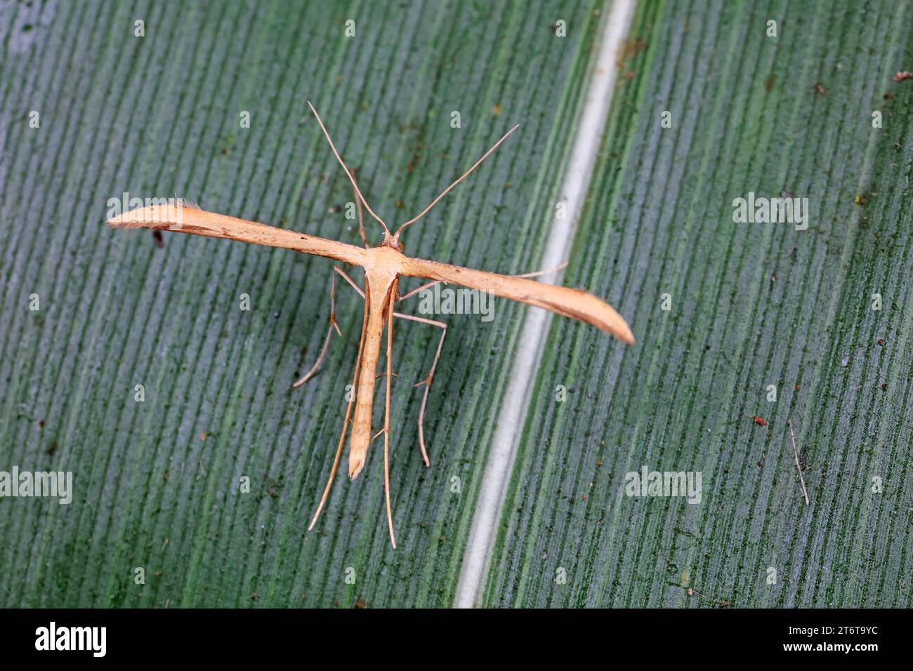 Moths on leaves in nature, North China Plain Stock Photo - Alamy