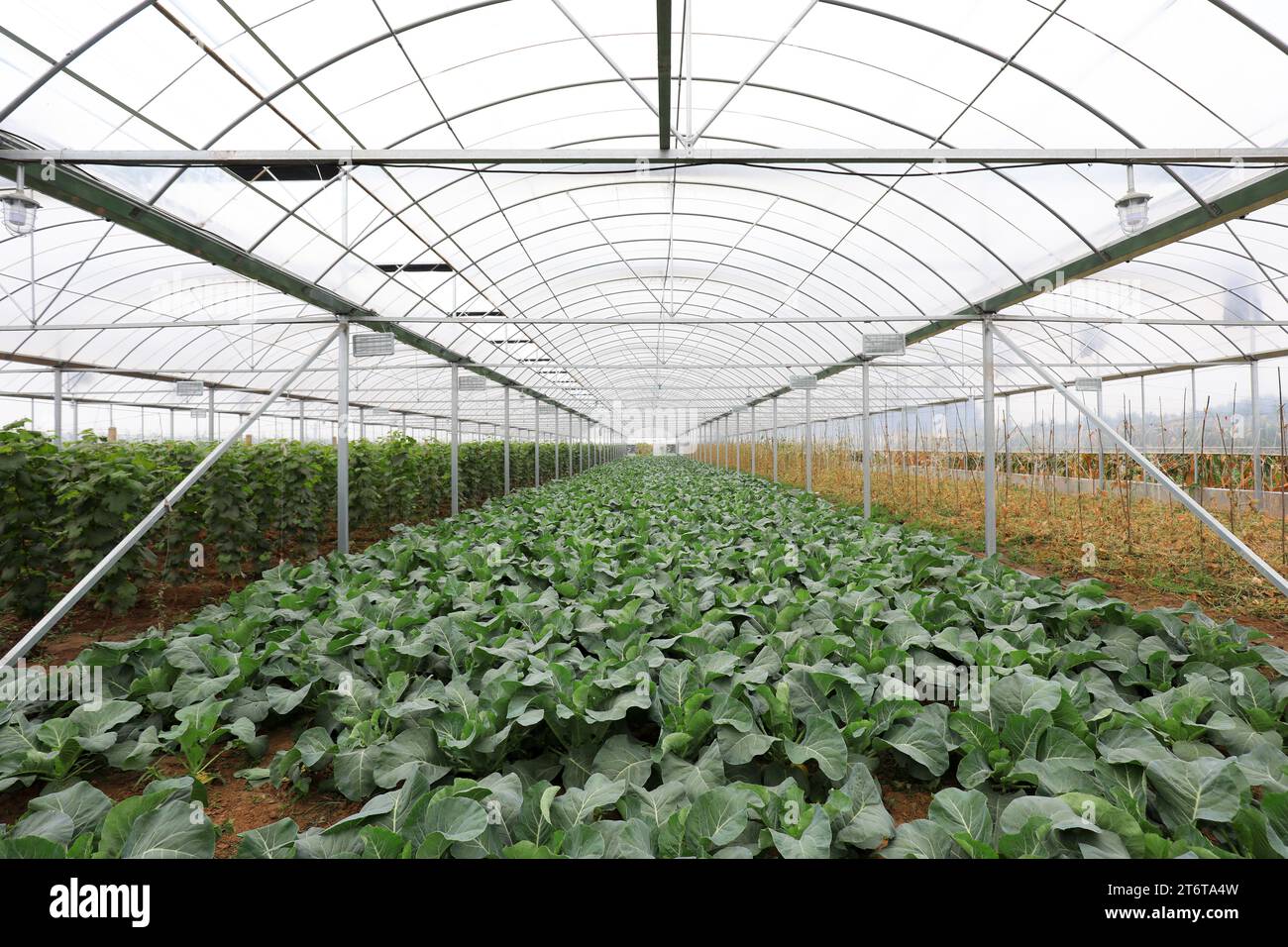 Vegetables grow in high standard sunlight greenhouse, North China Stock ...