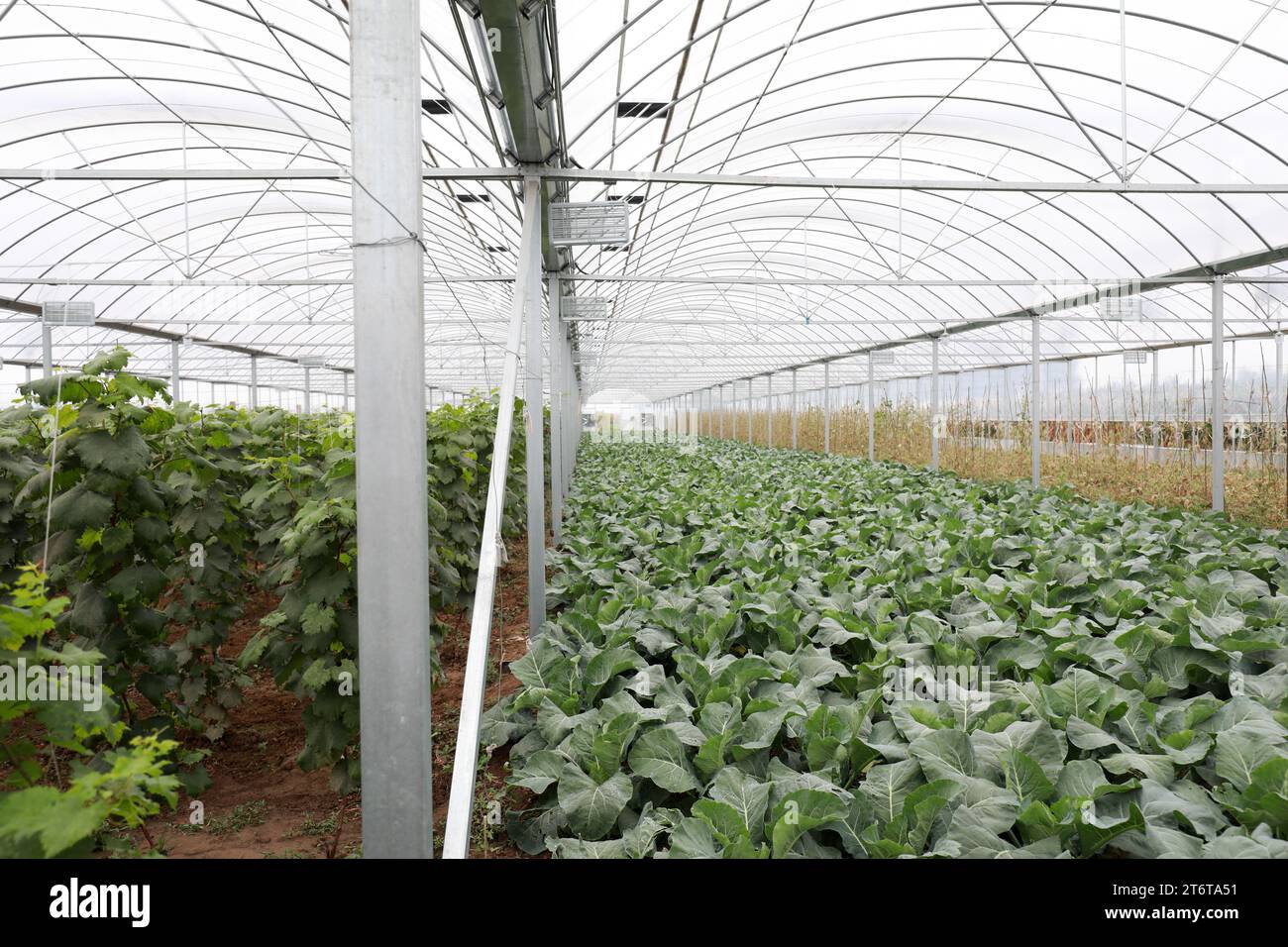 Vegetables grow in high standard sunlight greenhouse, North China Stock ...