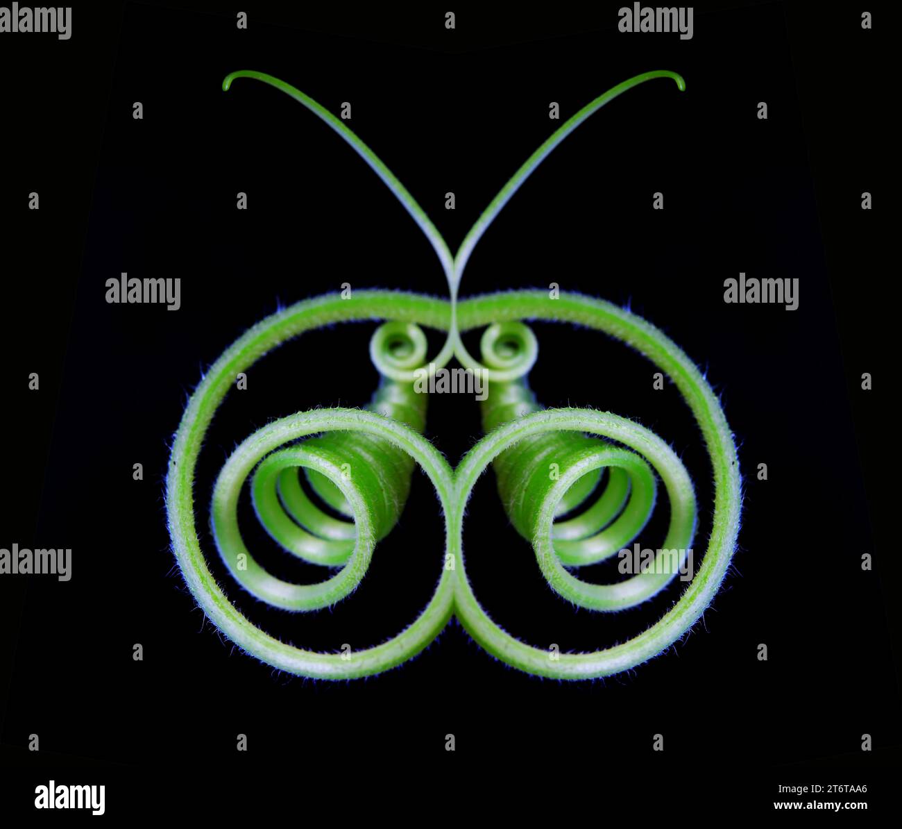 Fresh and tender melon vine Stock Photo - Alamy