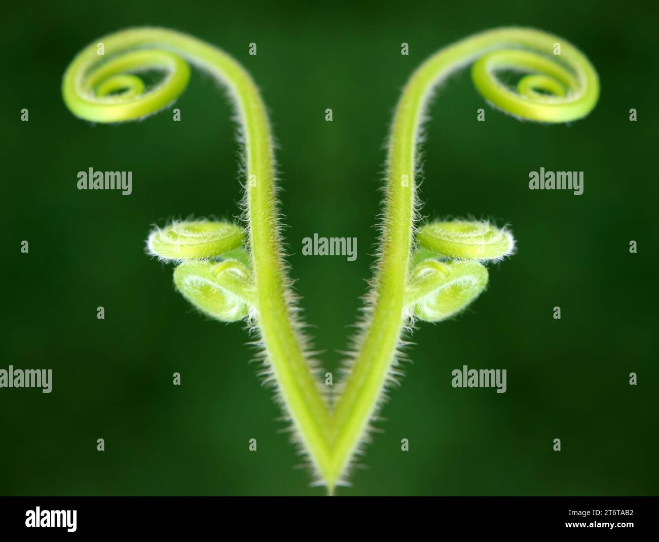 Fresh and tender melon vine Stock Photo - Alamy