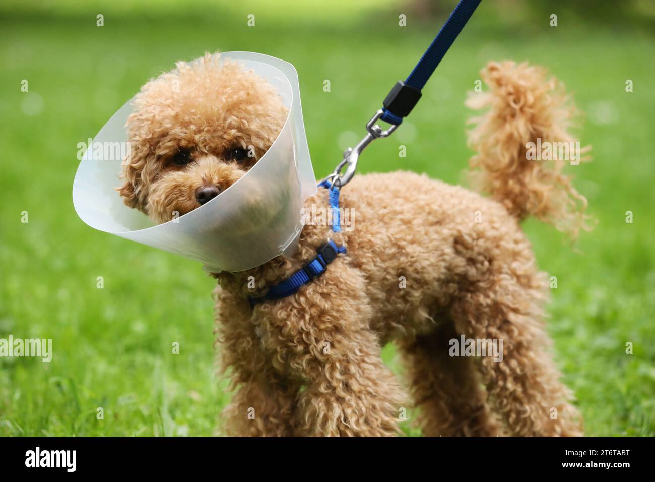 Cute Maltipoo dog wearing Elizabethan collar outdoors Stock Photo - Alamy