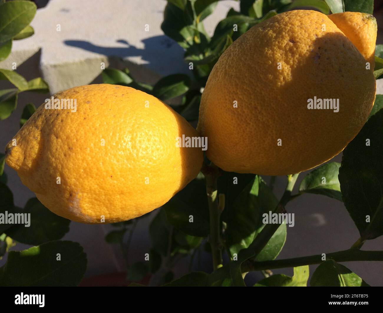 Frutta limonata hi-res stock photography and images - Alamy