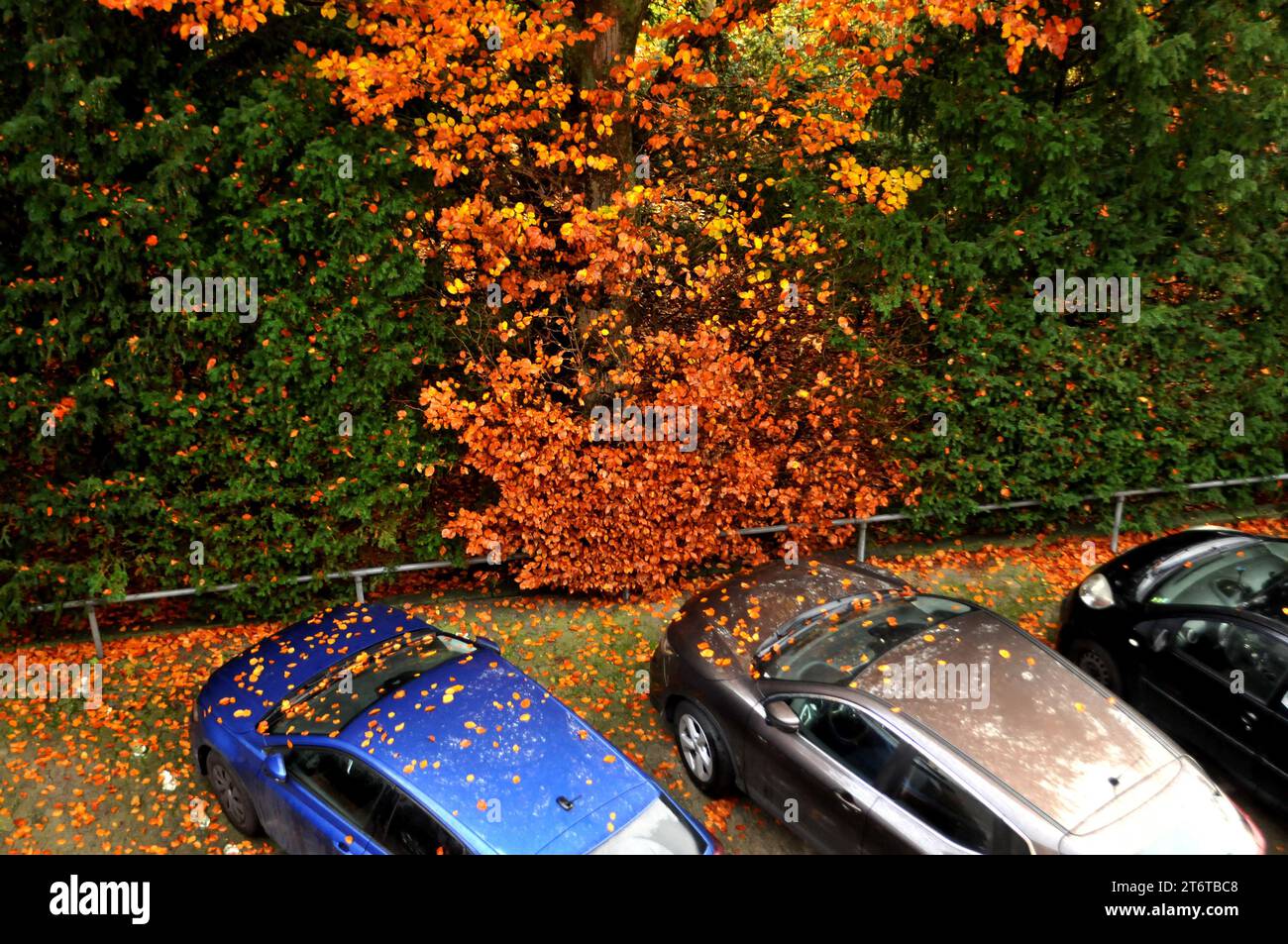 Copenhagen, Denmark /12 November 2023/Fall clolour leave and tree in ...