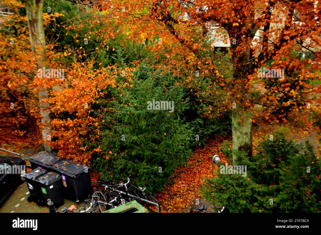 Copenhagen, Denmark /12 November 2023/Fall clolour leave and tree in ...