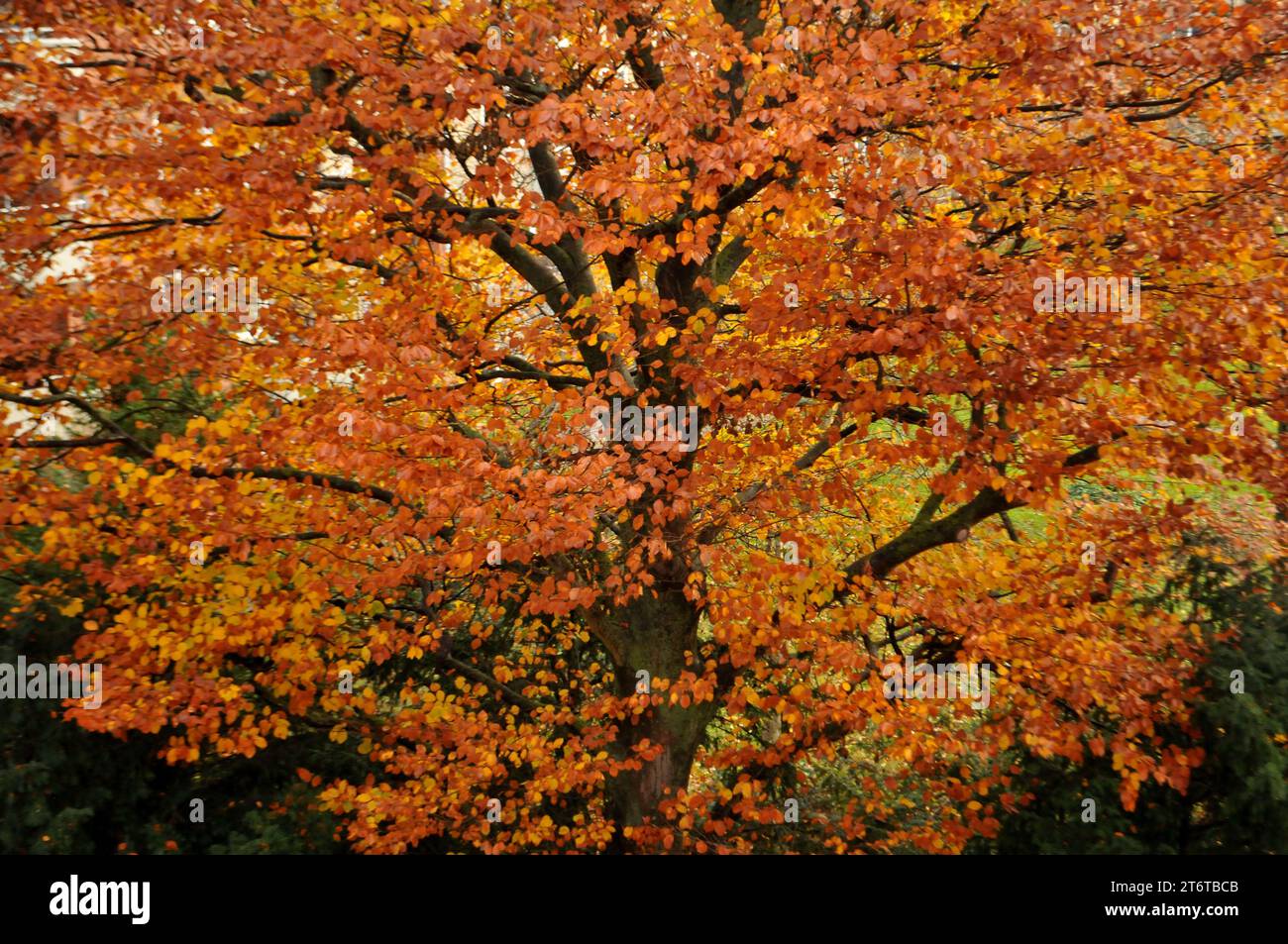 Copenhagen, Denmark /12 November 2023/Fall clolour leave and tree in ...
