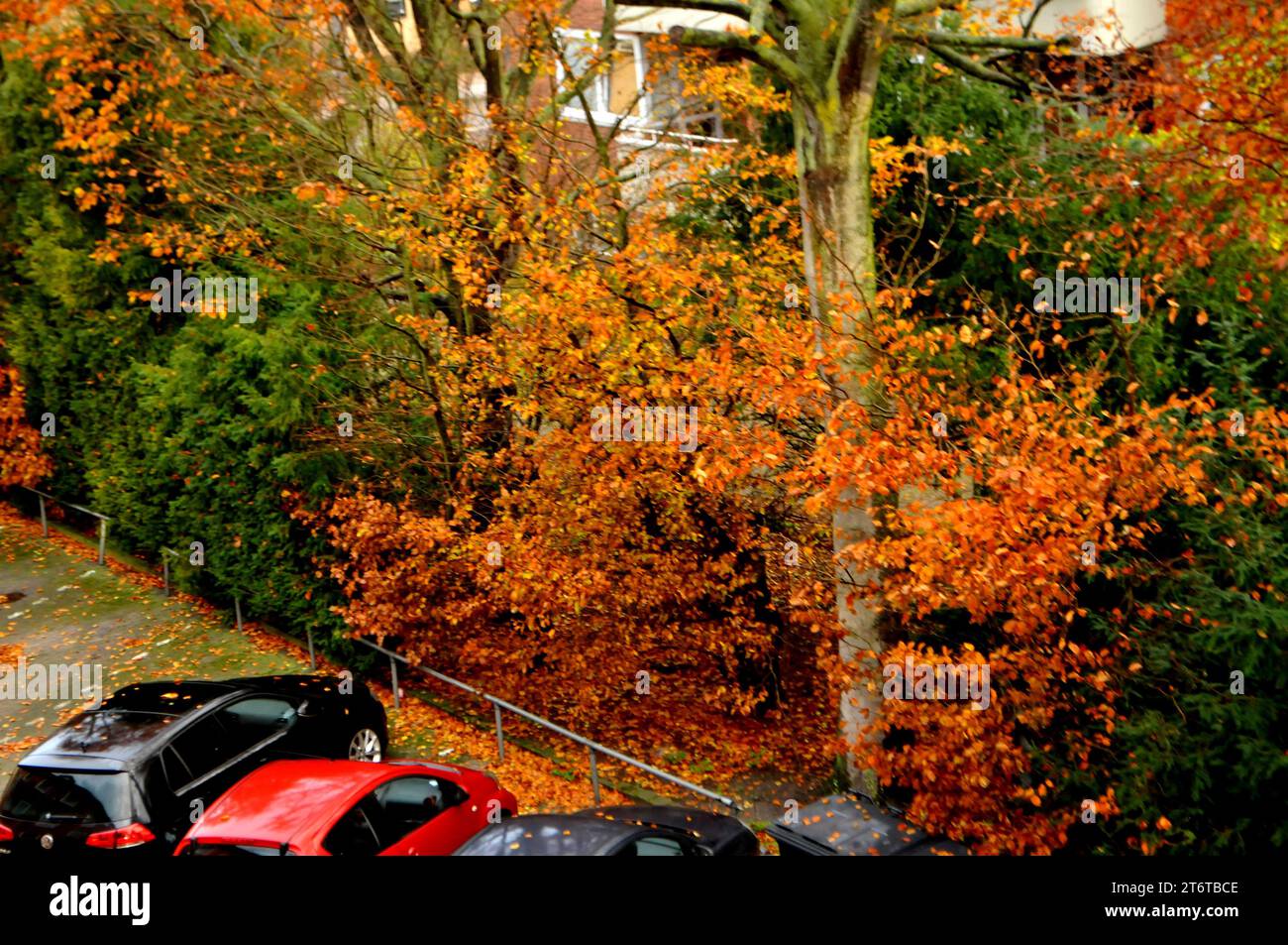 Copenhagen, Denmark /12 November 2023/Fall clolour leave and tree in ...