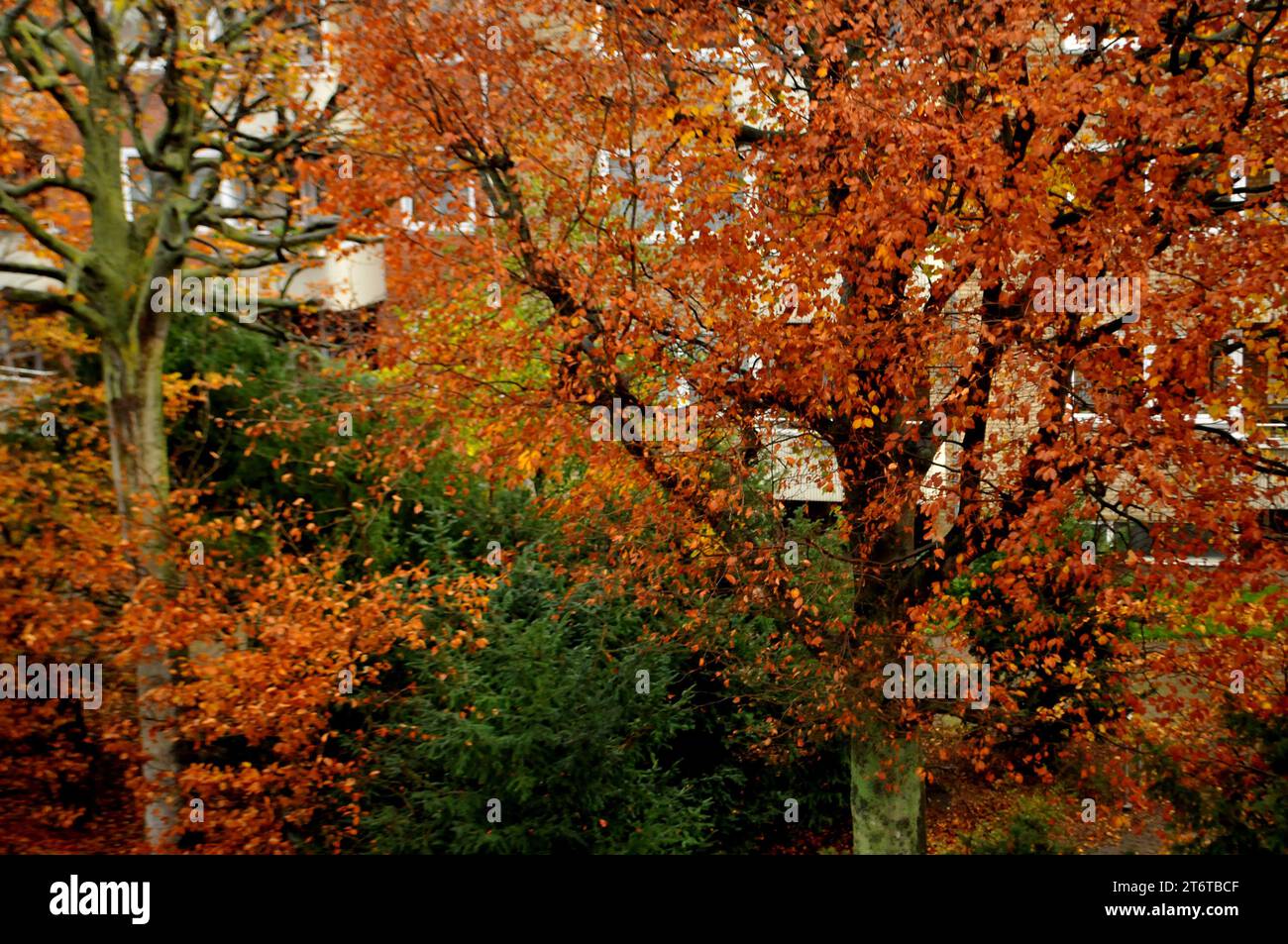 Copenhagen, Denmark /12 November 2023/Fall clolour leave and tree in ...