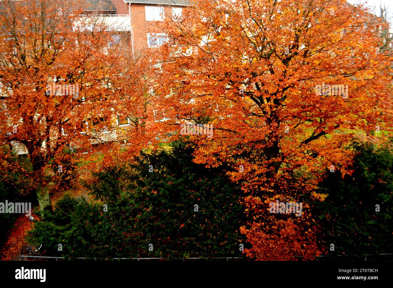 Copenhagen, Denmark /12 November 2023/Fall clolour leave and tree in ...