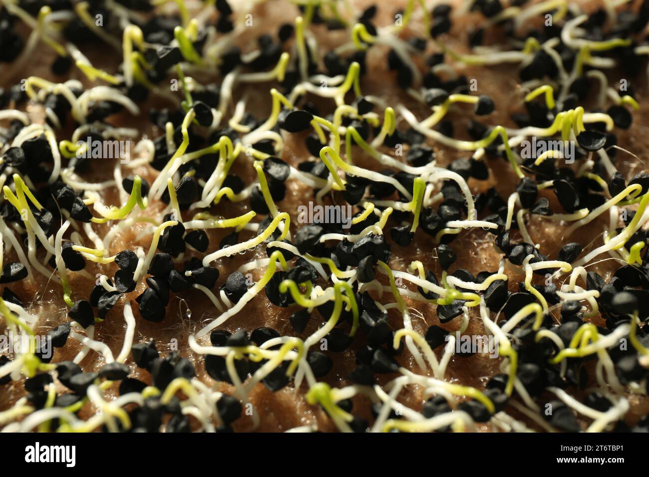 Growing microgreens. Many sprouted sunflower seeds as background ...
