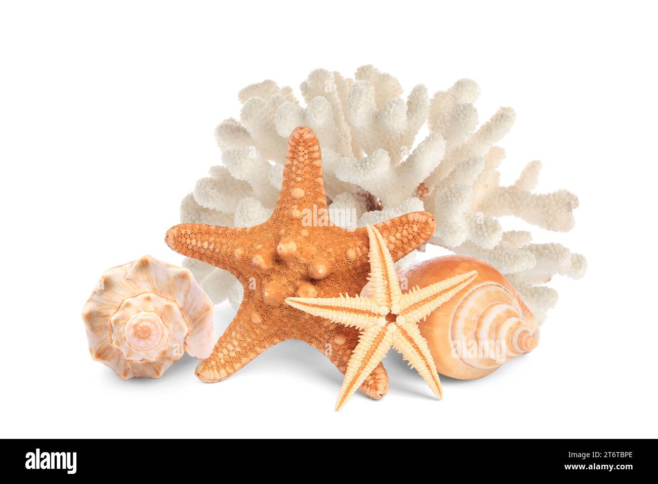 Sea stars, shells and coral isolated on white Stock Photo - Alamy