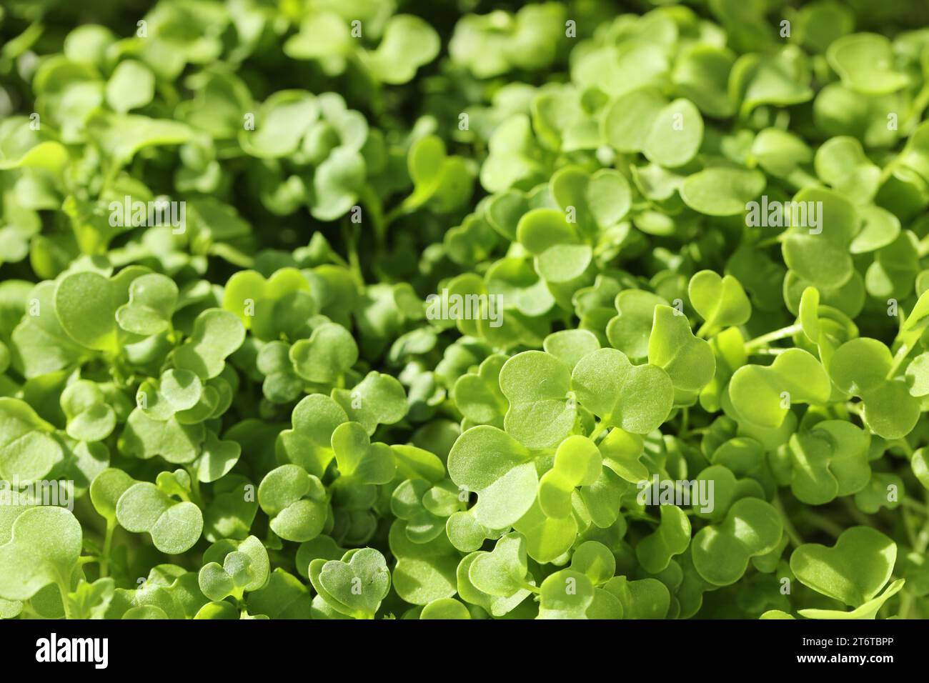 Growing microgreen. Fresh daikon radish sprouts as background, closeup ...