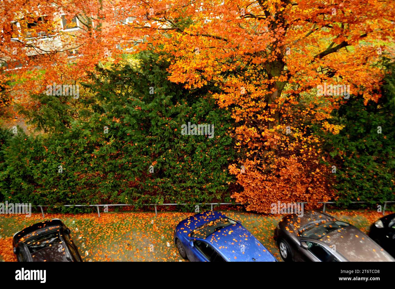 Copenhagen, Denmark /12 November 2023/Fall clolour leave and tree in ...