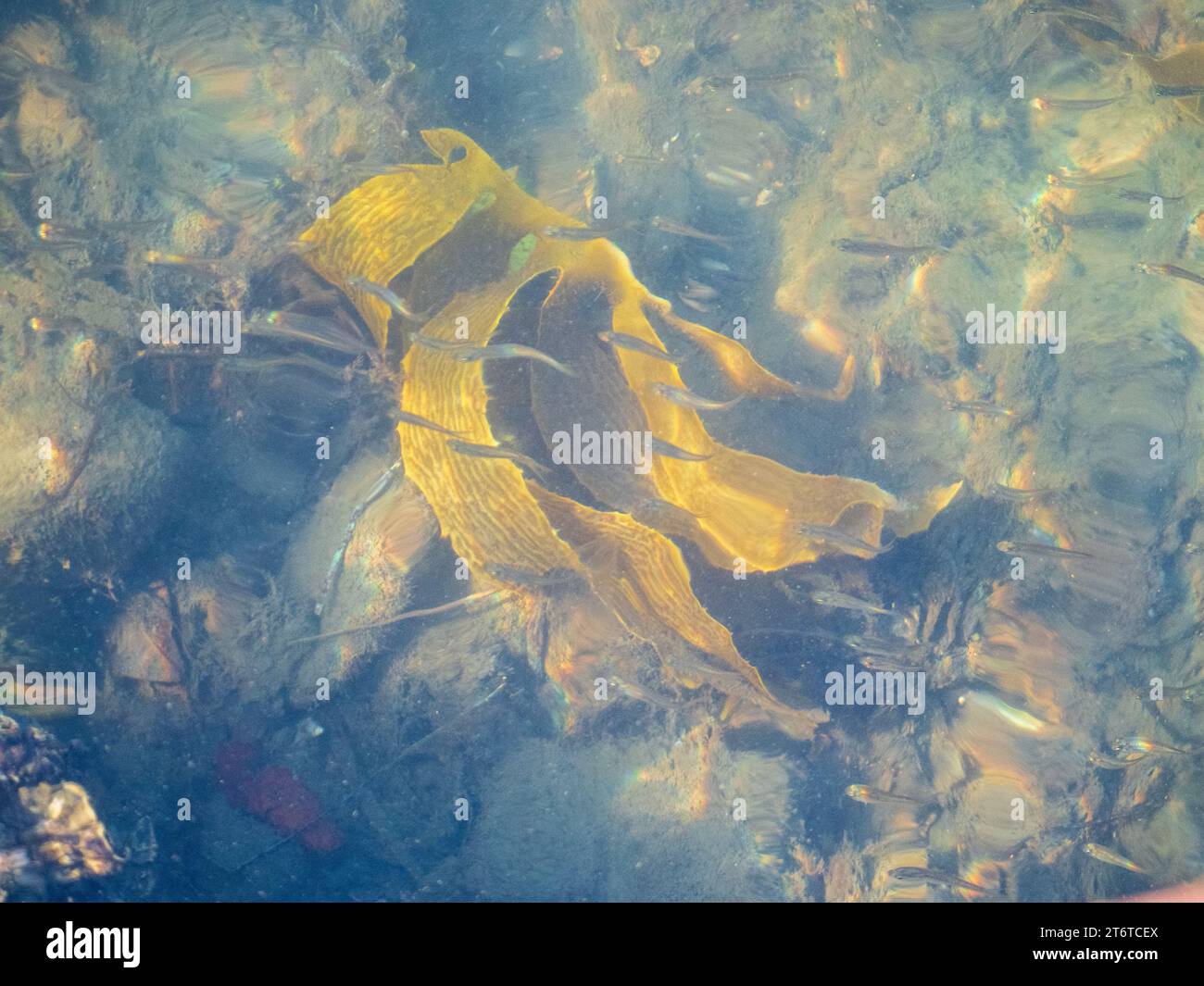 Little fish swimming around seaweed under the water Stock Photo - Alamy