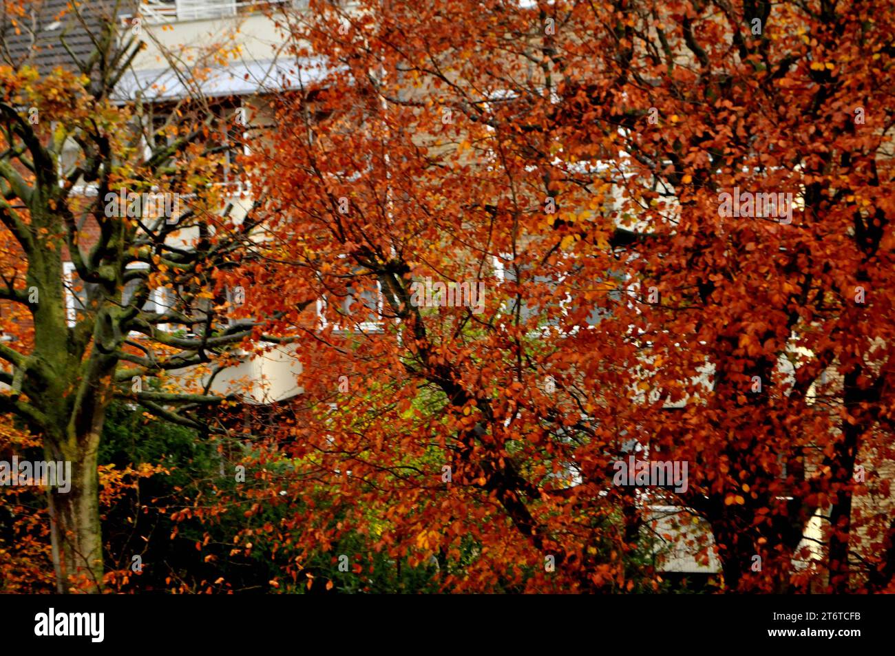 Copenhagen, Denmark /12 November 2023/Fall clolour leave and tree in ...