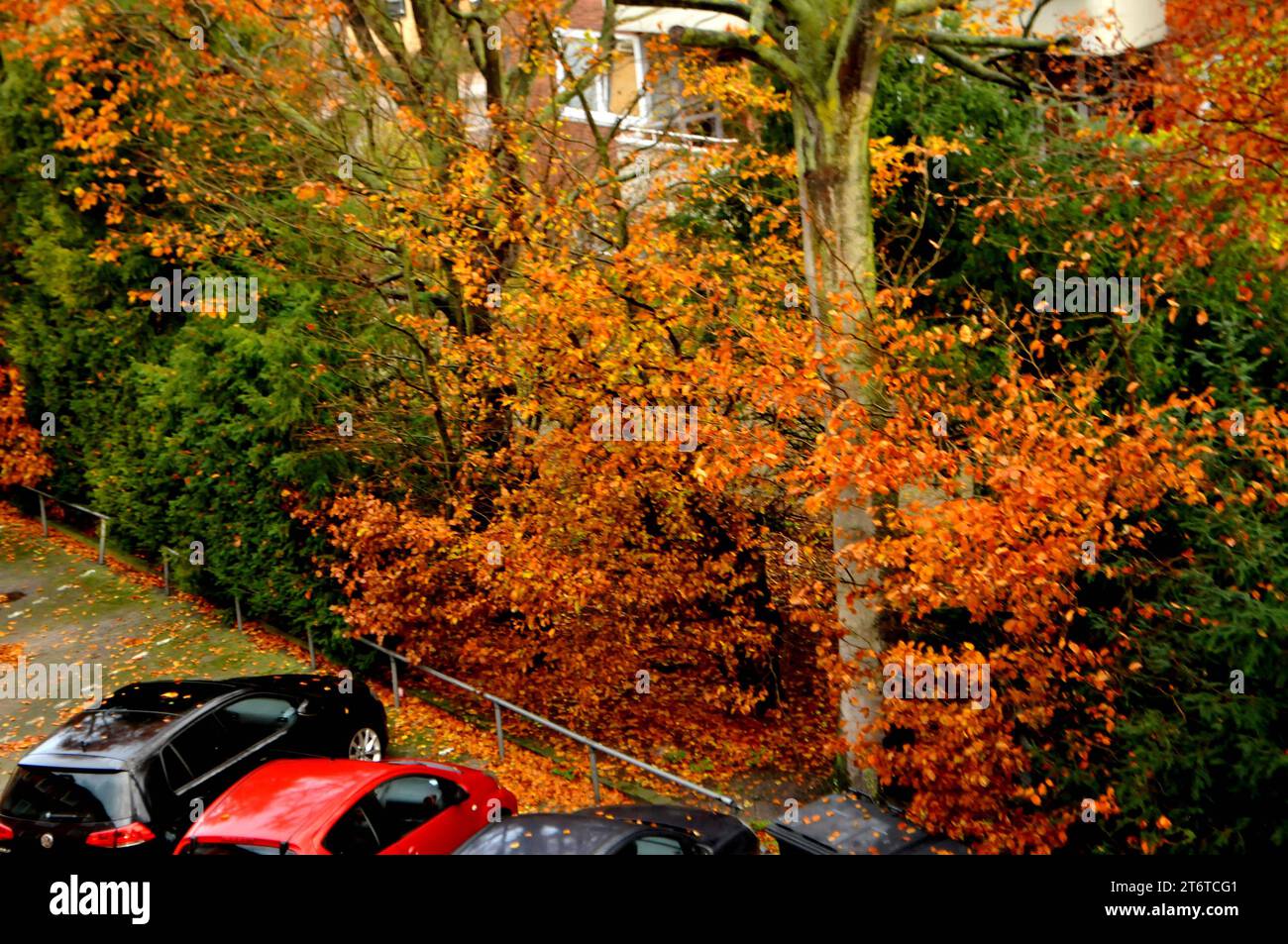 Copenhagen, Denmark /12 November 2023/Fall clolour leave and tree in ...