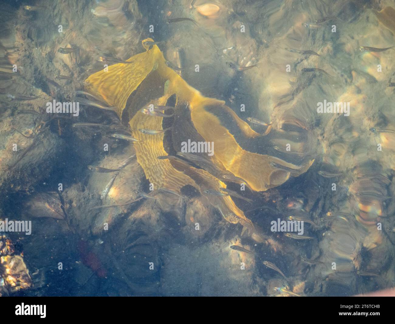 Little fish swimming around seaweed under the water Stock Photo - Alamy