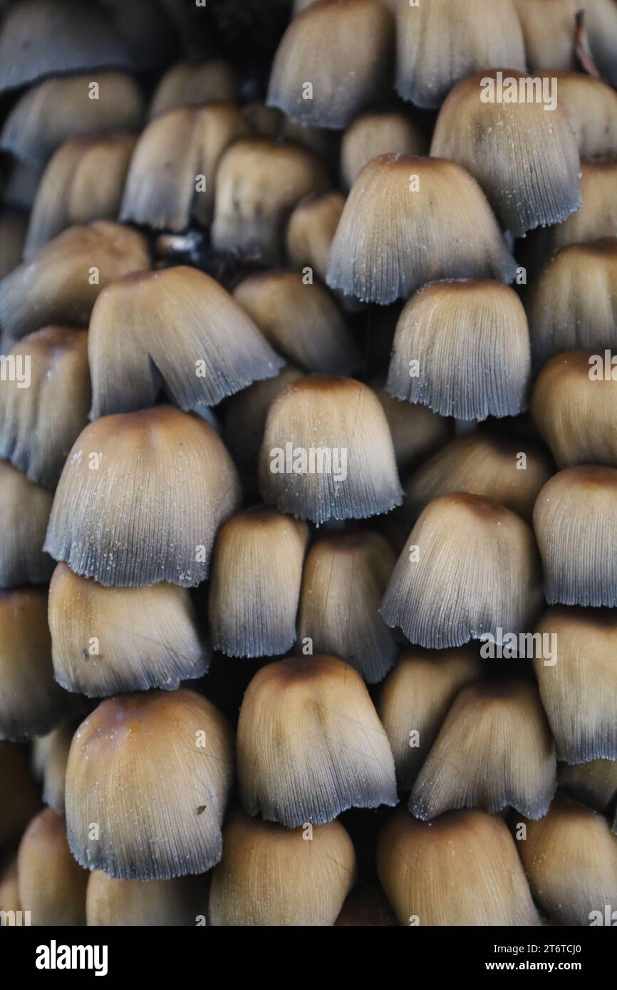 The mushrooms sprout hi-res stock photography and images - Alamy