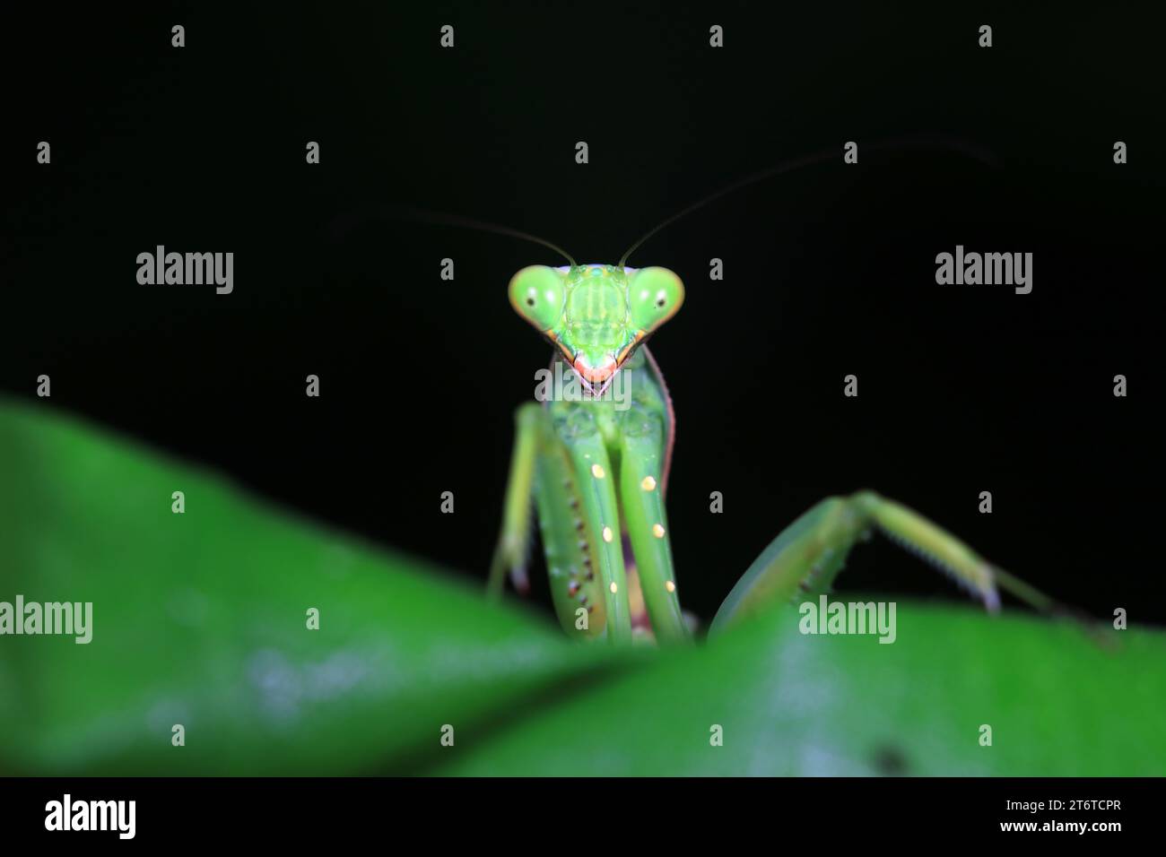 Mantis lives on weeds in the North China Plain Stock Photo - Alamy