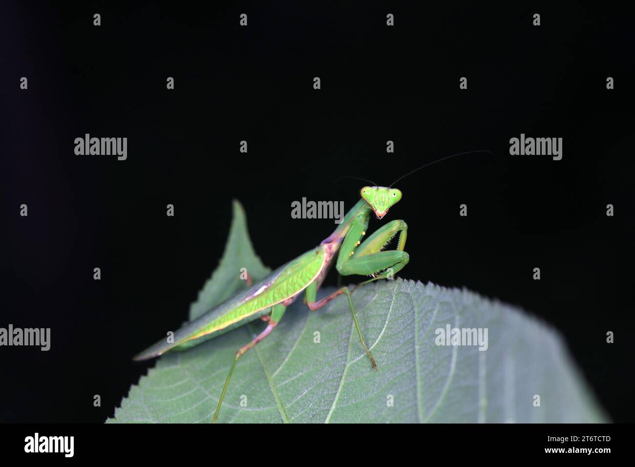 Mantis lives on weeds in the North China Plain Stock Photo - Alamy