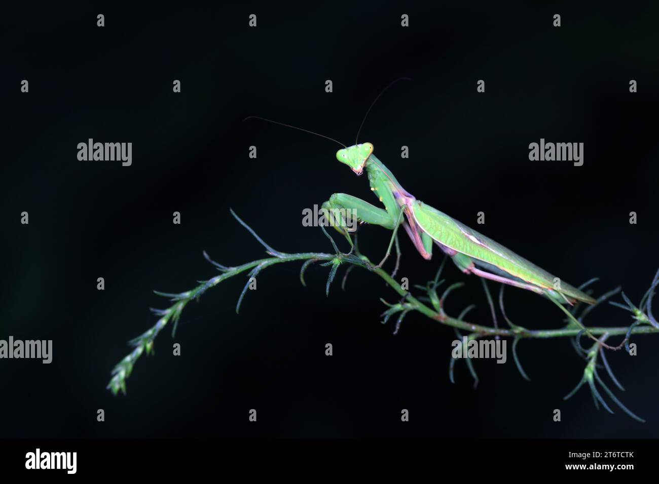 Mantis lives on weeds in the North China Plain Stock Photo - Alamy