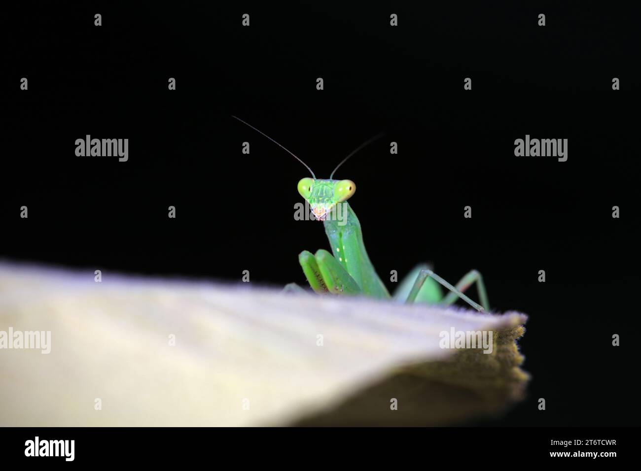 Mantis larva on grass hi-res stock photography and images - Alamy