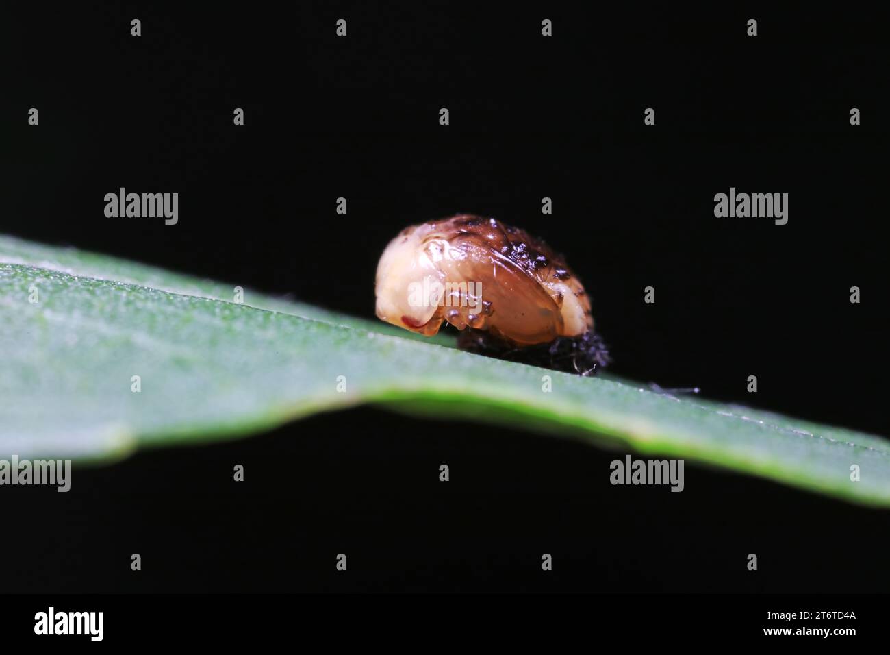 Propylaea japonica hi-res stock photography and images - Alamy