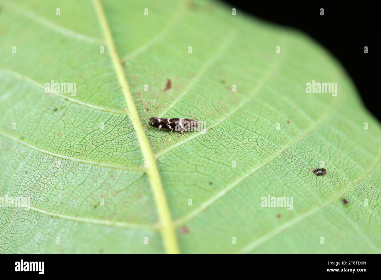 Tiny moths hi-res stock photography and images - Alamy