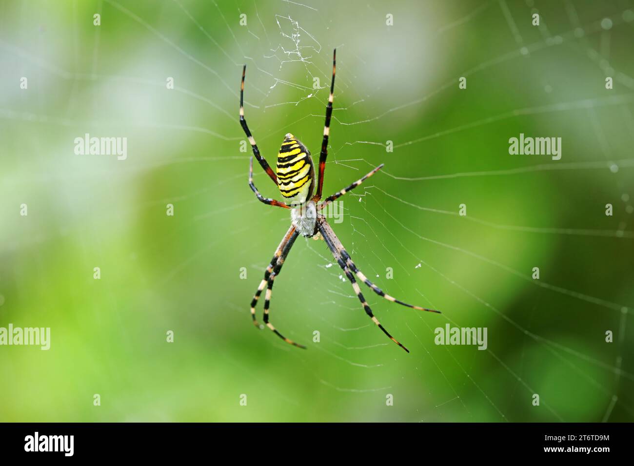 Spiders on wild plants, North China Stock Photo - Alamy