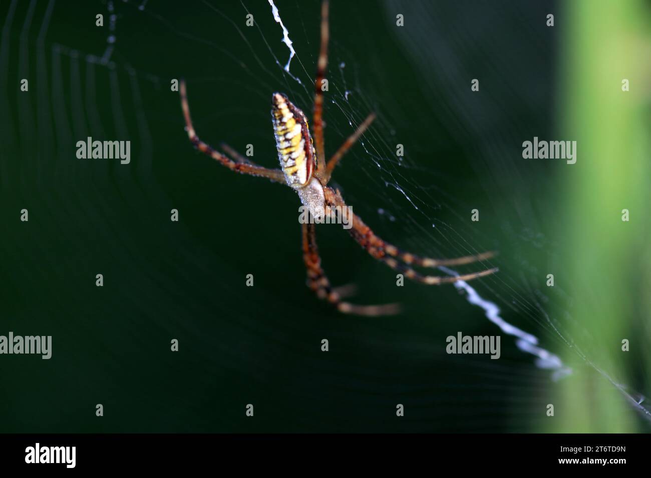 Spiders on wild plants, North China Stock Photo - Alamy