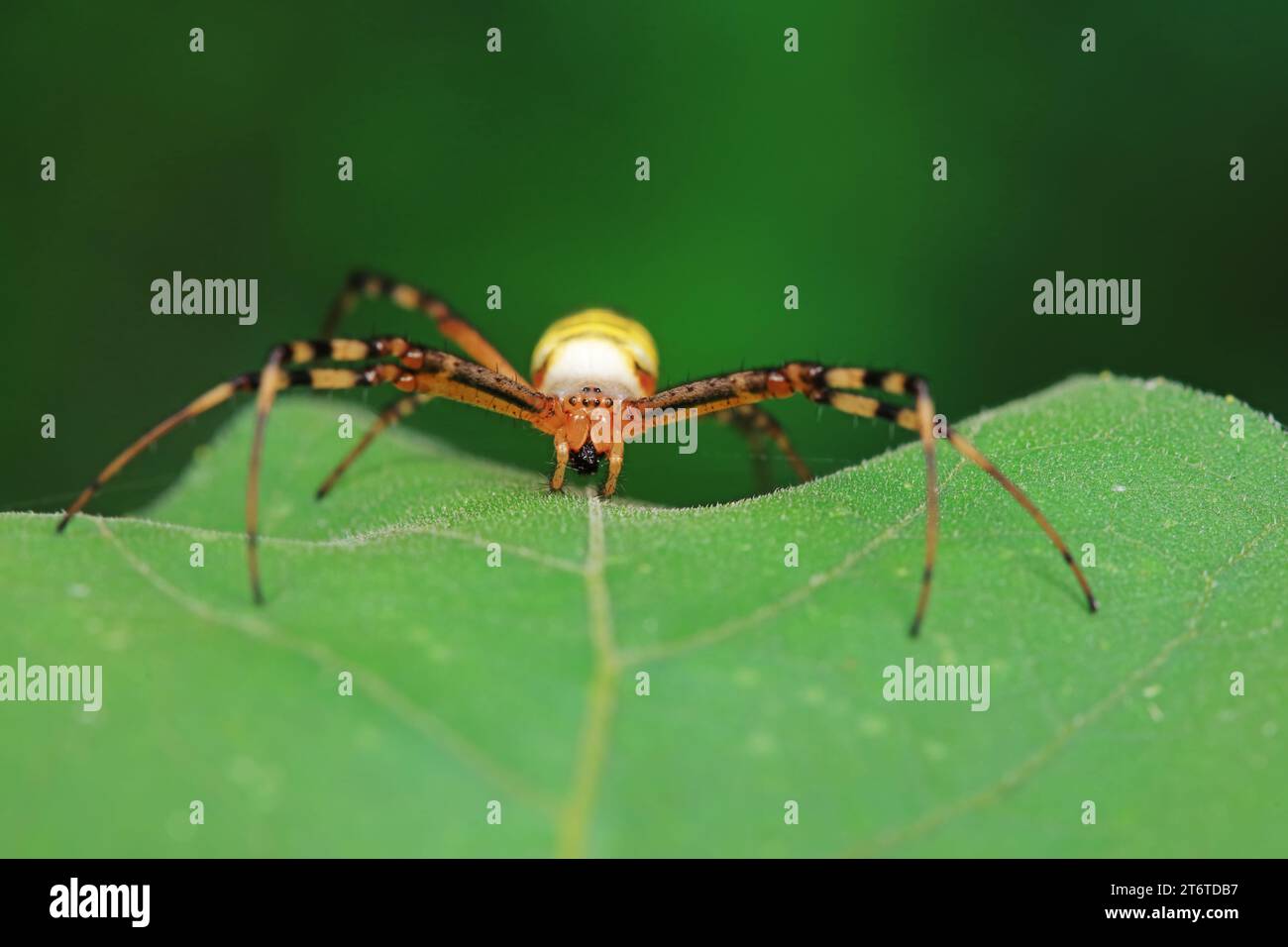 Spiders on wild plants, North China Stock Photo - Alamy
