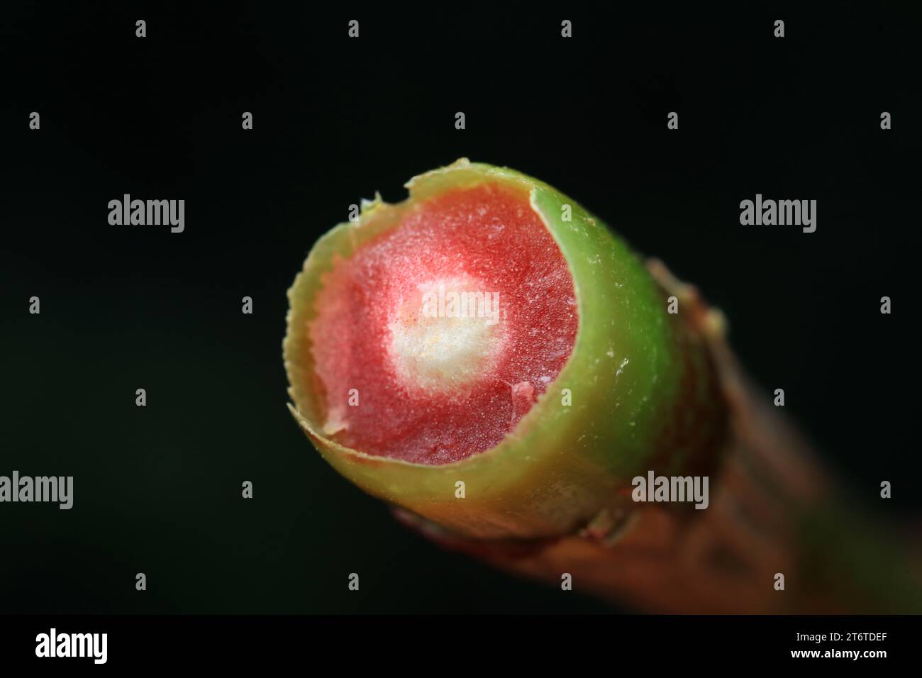 Cross sectional structure of the stalks of Polygonaceae Polygonum ...