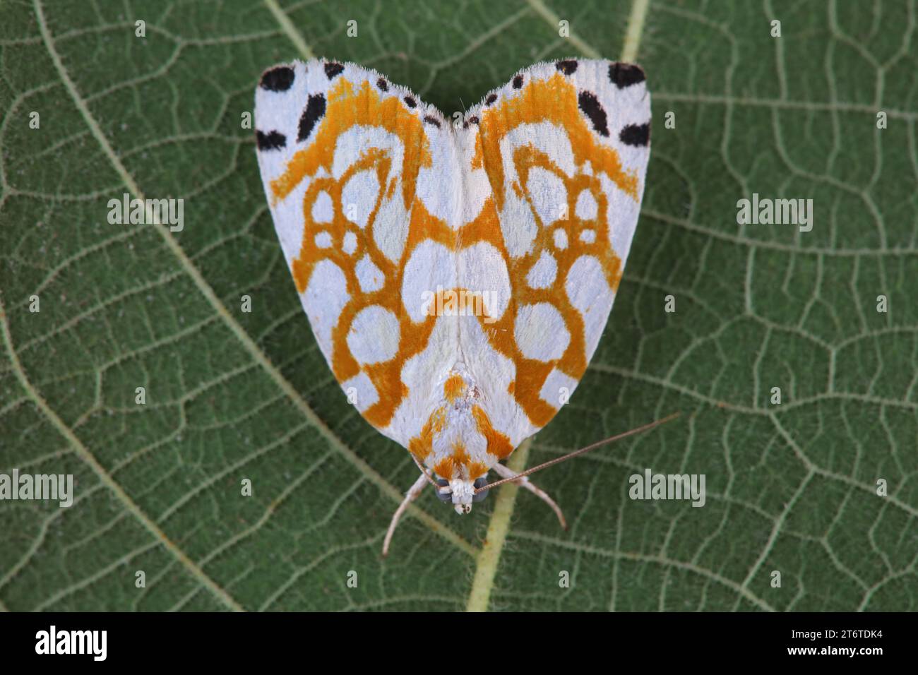 Noctuid moths hi-res stock photography and images - Alamy