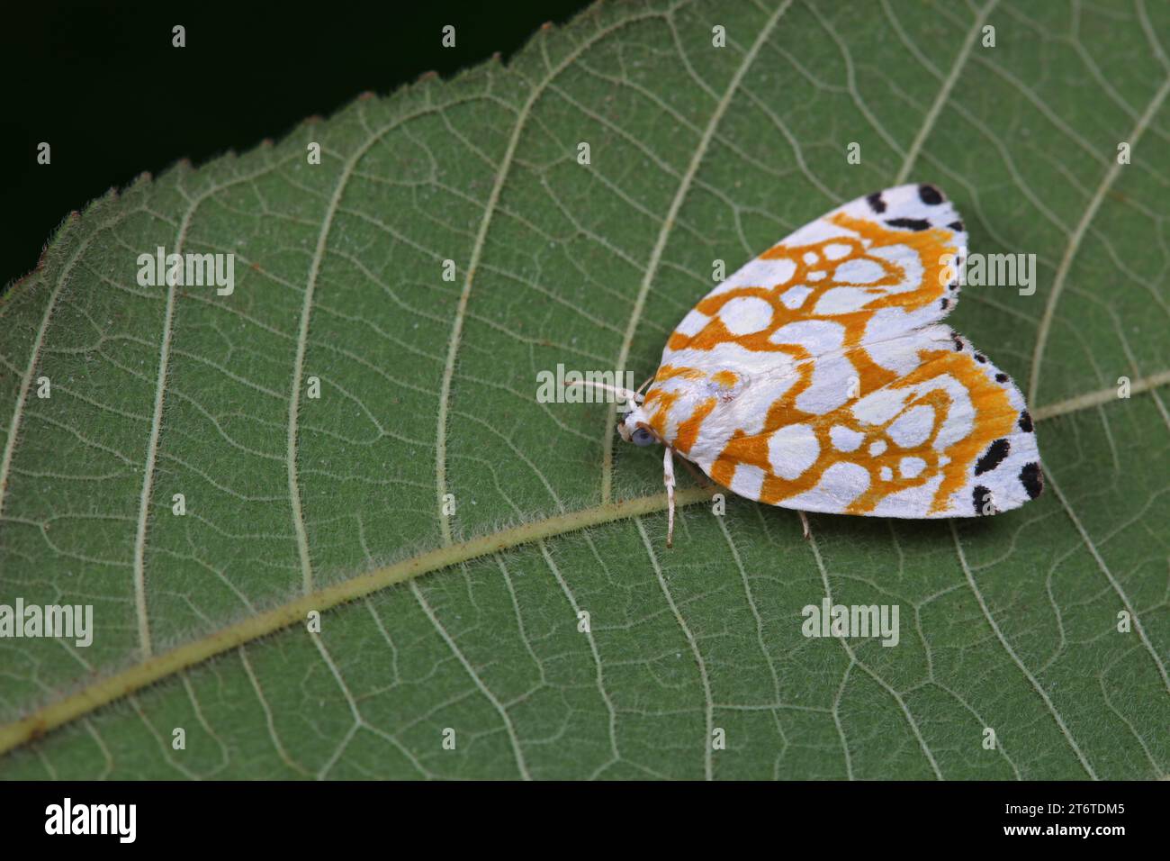 Noctuid species hi-res stock photography and images - Alamy