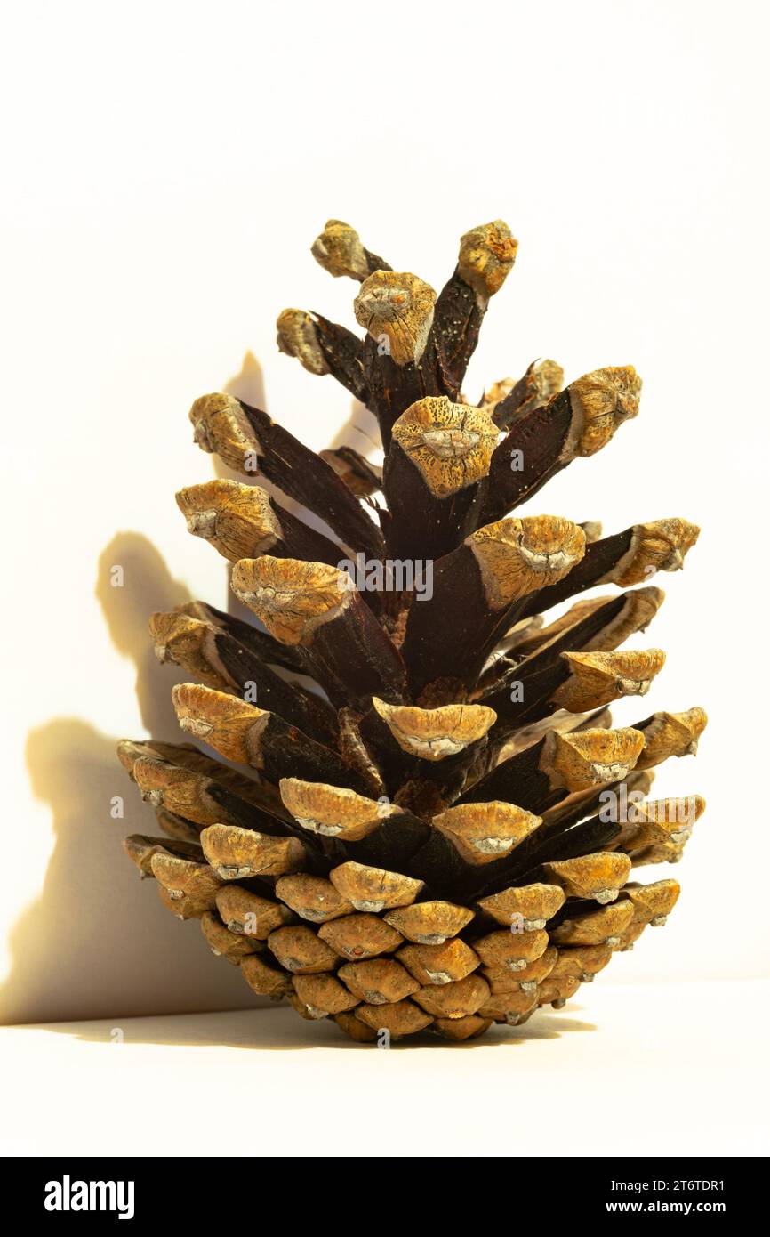Detailed capture of the cone of a pine tree, isolated against white ...