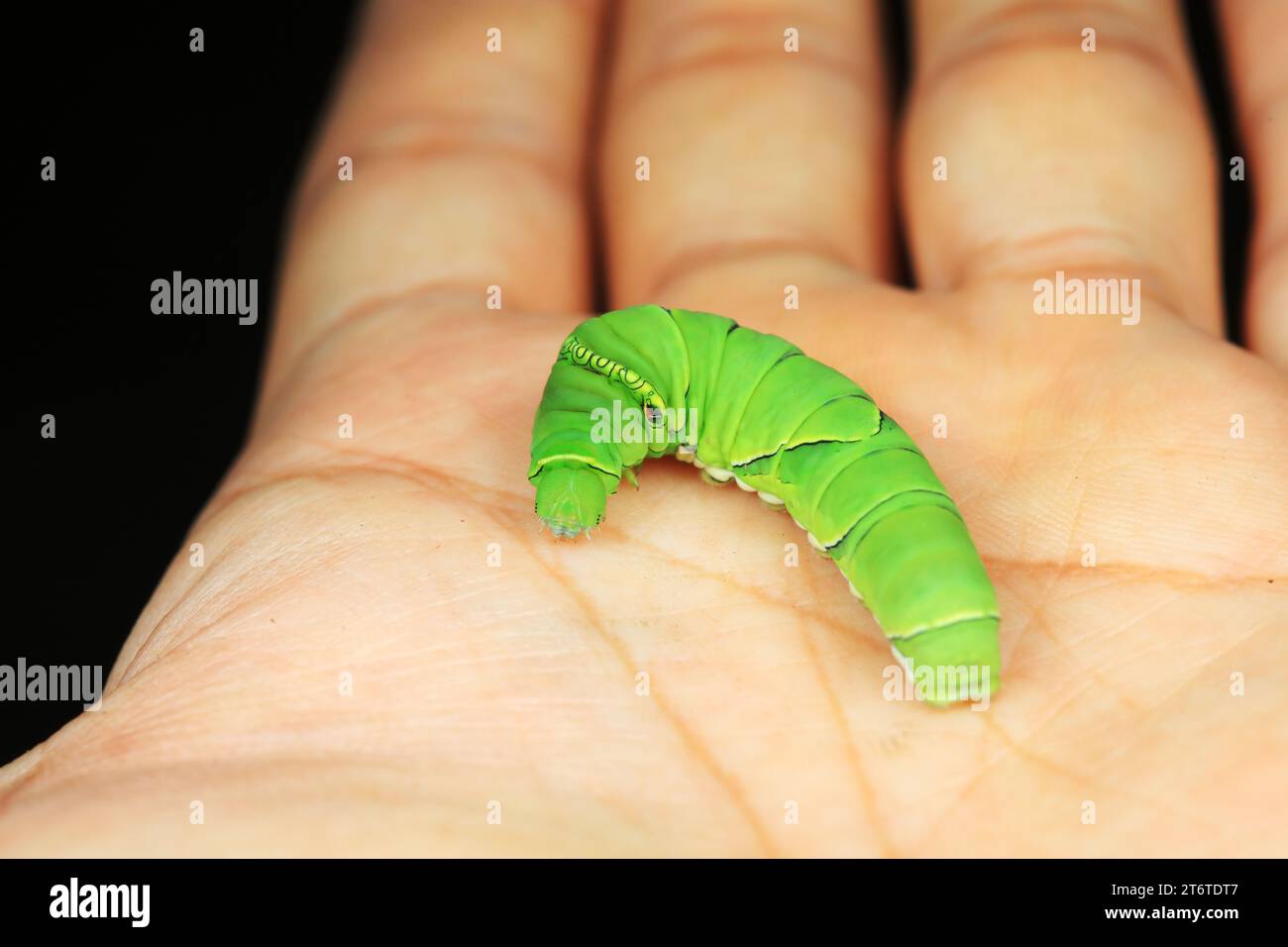 Palm pests hi-res stock photography and images - Alamy